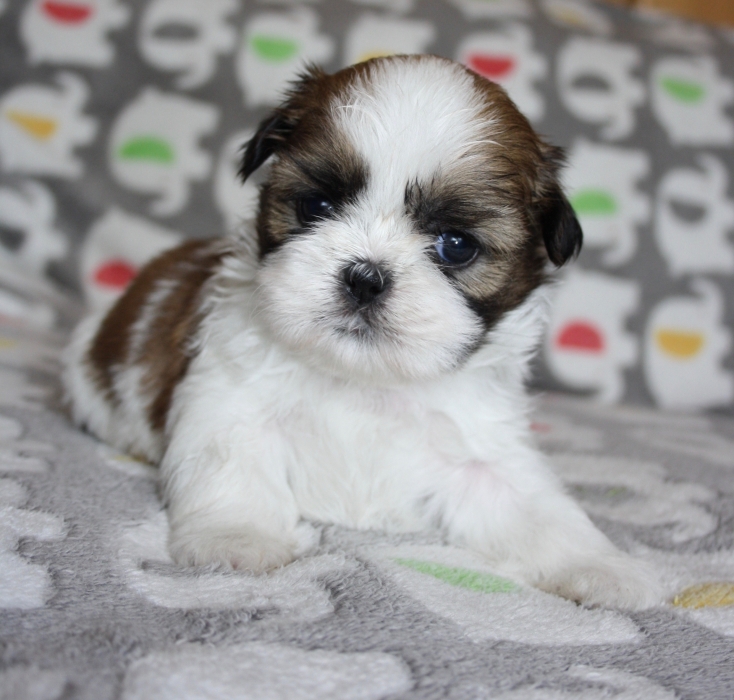 Unsere Welpen suchen ein neues zu Hause – Shih Tzu & Boston v. Ping ...