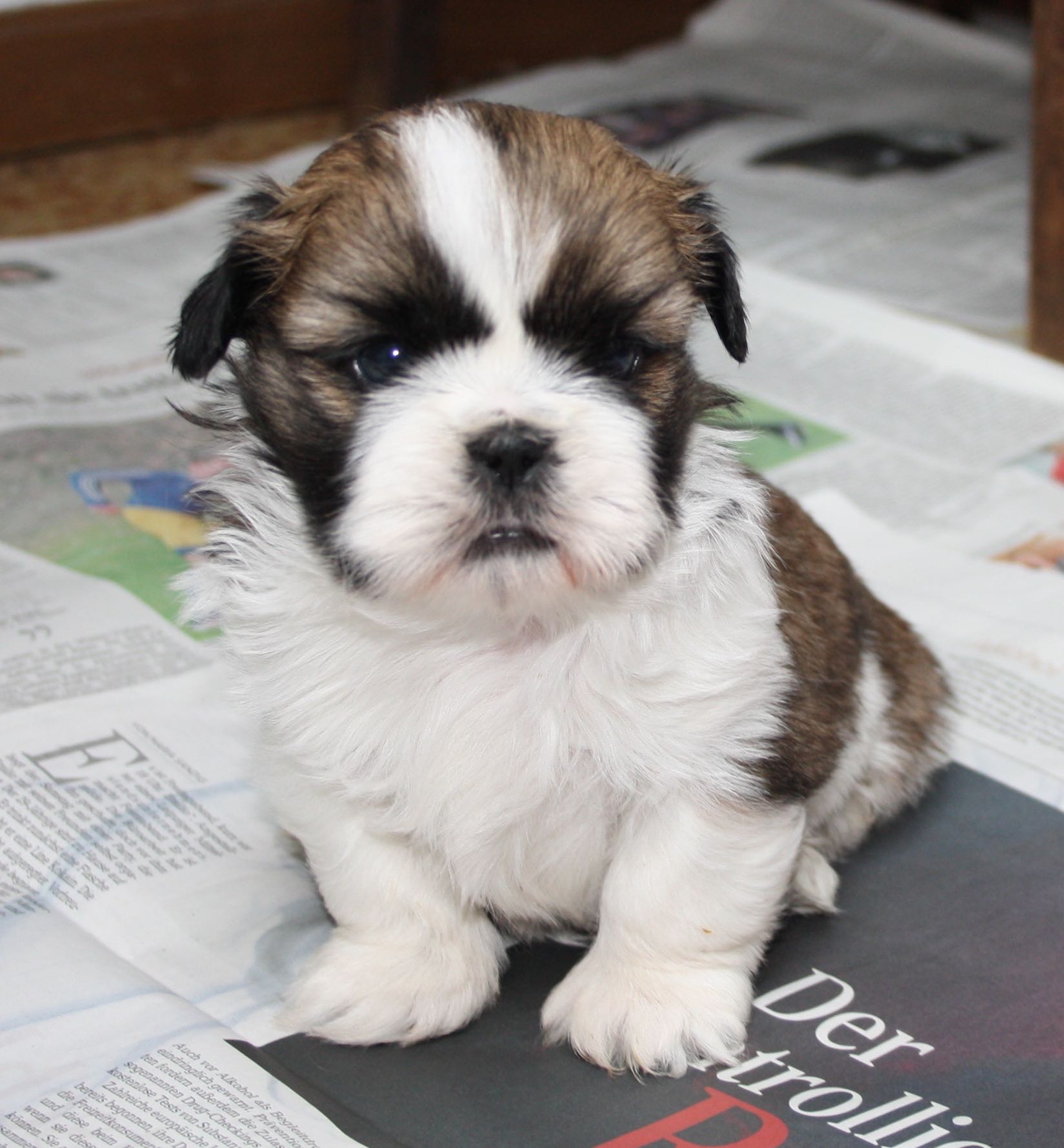 IMG_6489 – Shih Tzu & Boston v. Ping-ting-schan