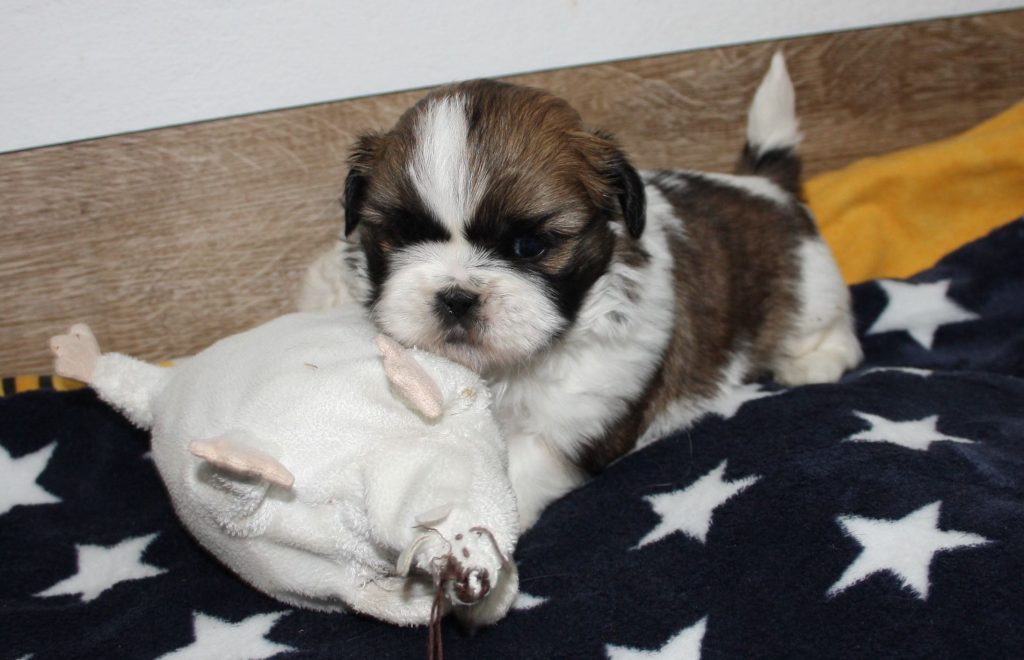 neue Welpenfotos online… – Shih Tzu & Boston v. Ping-ting-schan